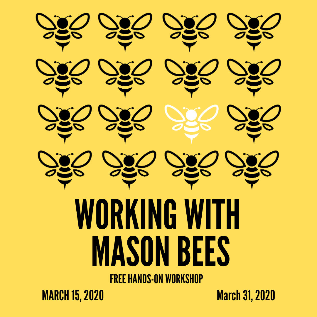Working with Mason Bees | The Intertwine